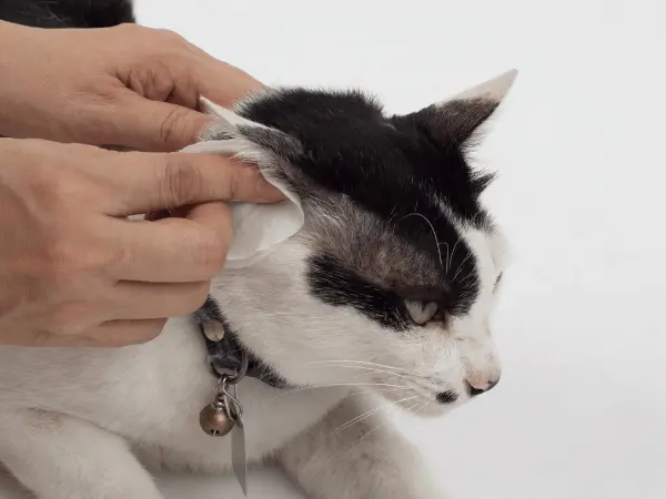 How to Clean a Cat's Ears: The Best & Safest Way [Vet-Approved]